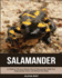 Salamander: A Children Pictures Book about Salamander with Fun ...